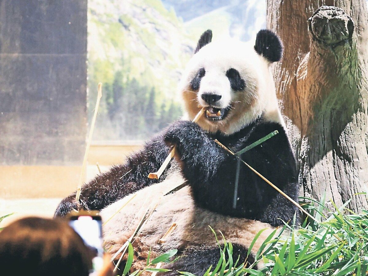 リーリー・シンシン、元気で 上野動物園のつがいパンダ29日中国へ返還、最終観覧に2000人が列｜北日本新聞webunプラス
