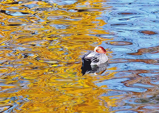読者写真コンクール12月の入選作・最終選考進出作（2024年）｜北日本新聞webunプラス