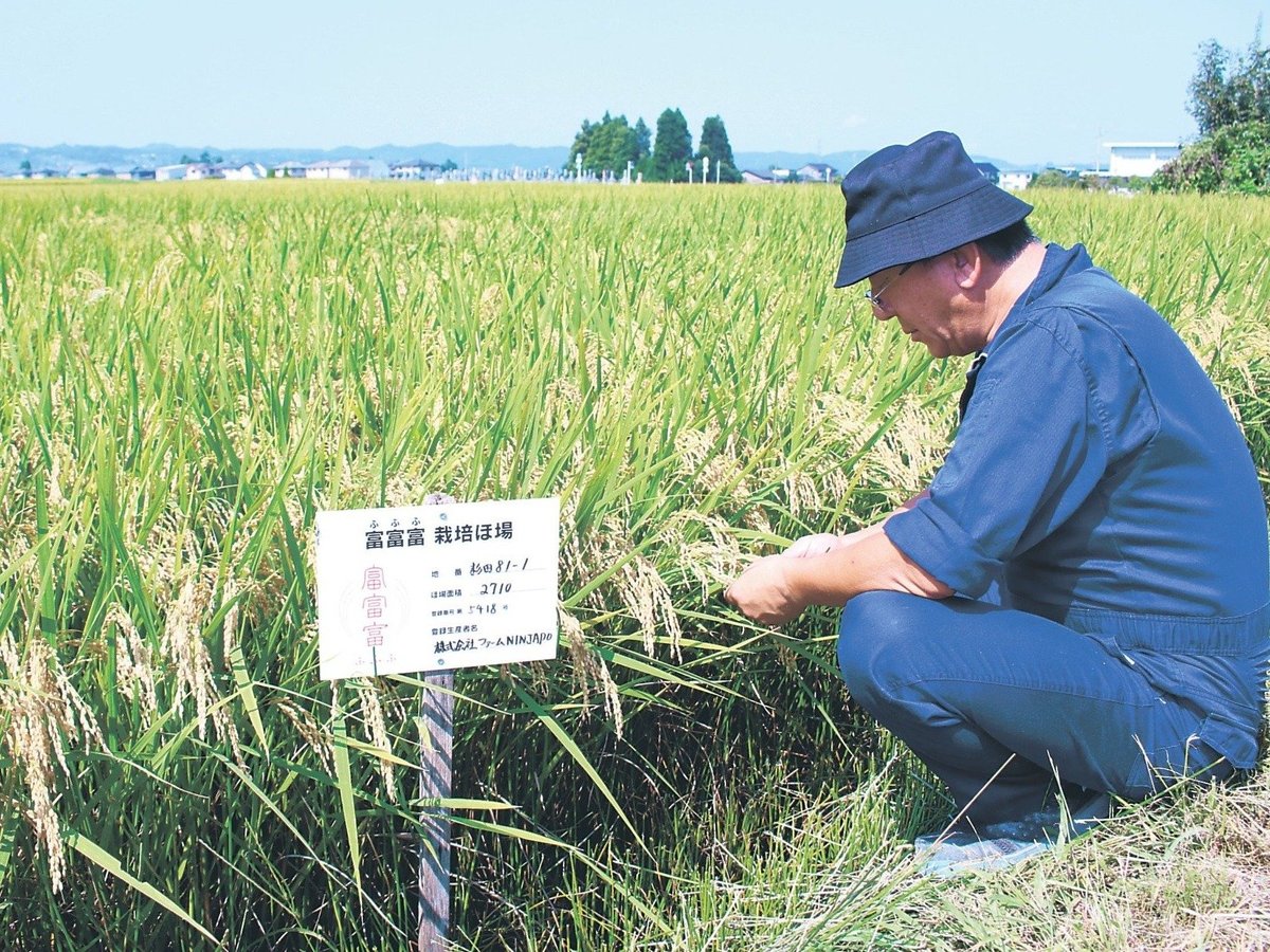 とやま農・林・水進む高温耐性米栽培｜北日本新聞webunプラス