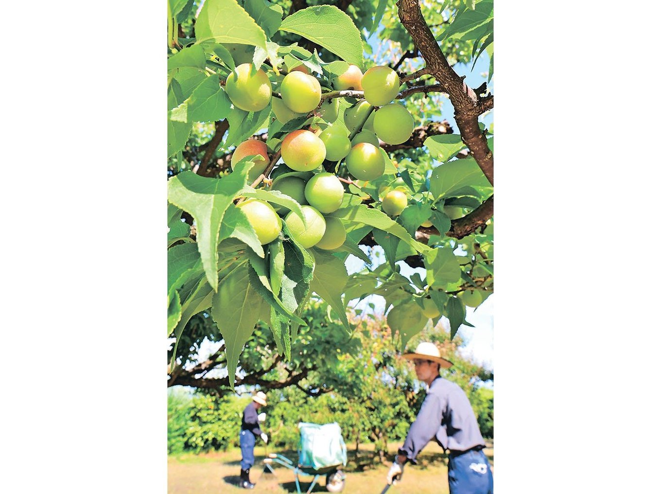 青梅が鈴なり、富山の内山邸 5日は「芒種」｜北日本新聞webunプラス