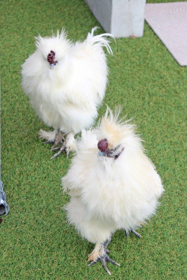 【注目の店】濃厚で栄養満点 ウコッケイの卵かけご飯「AUBERGE TOYAMA 鶏（オーベルジュとやま けい）」（富山市）｜北日本新聞webunプラス