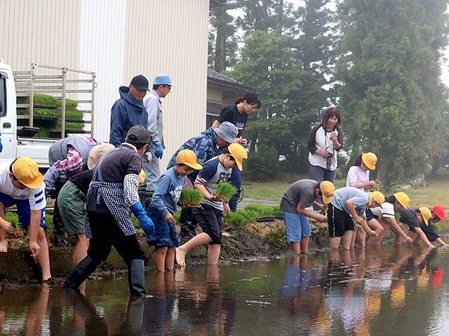 日本一のコメ作ろう 立山・釜ケ渕小5年、種もみ育てた苗植える｜北日本新聞webunプラス