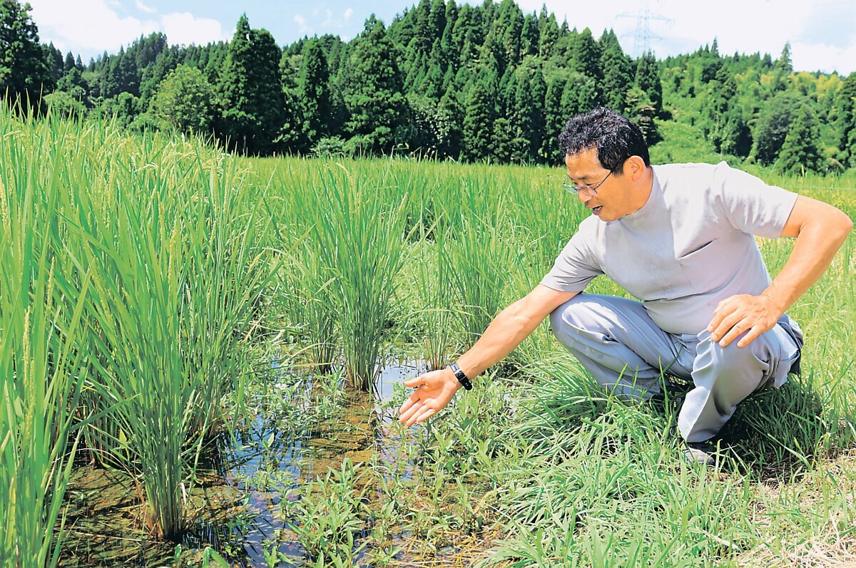 大雨、やっと田んぼに水 砺波の中山間地域、農家「ありがたい」｜北日本新聞webunプラス