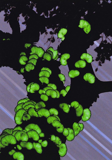 読者写真コンクール10月の入選作・最終選考進出作（2025年）｜北日本新聞webunプラス