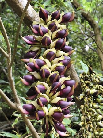 赤や紫の花房、新緑彩る｜北日本新聞webunプラス