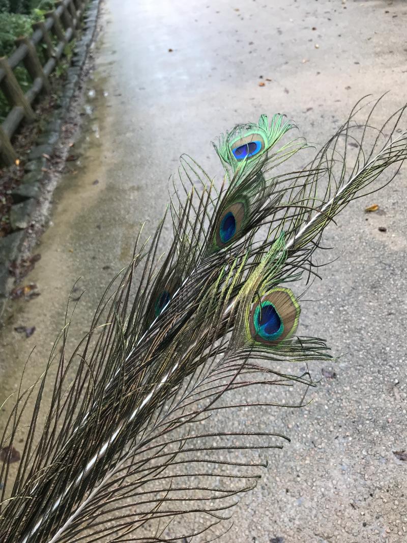 動物園まつり コノコト｜北日本新聞webunプラス