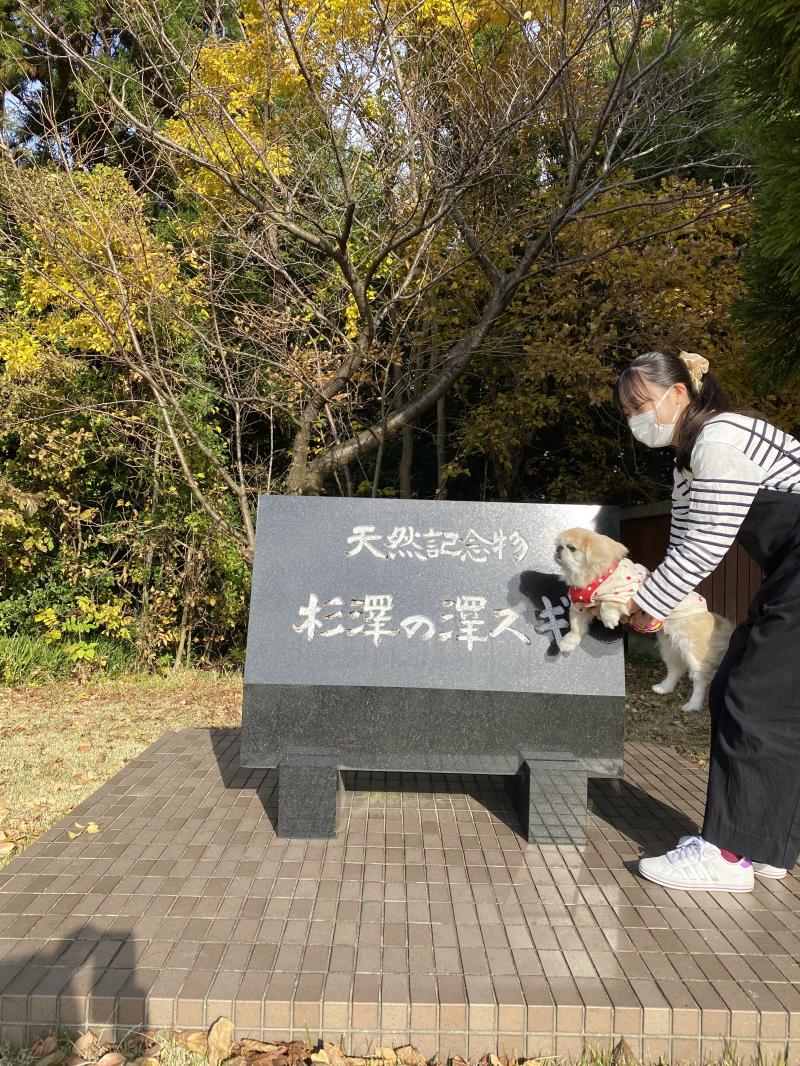 自然の中に行こう 【杉沢の沢スギ】 コノコト｜北日本新聞webunプラス