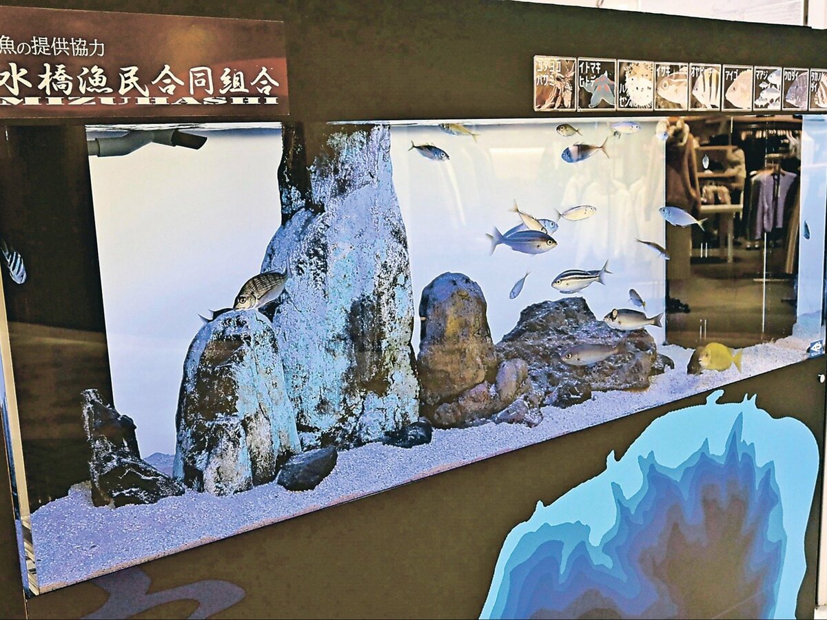 食べるだけじゃない、富山湾の魚は観賞もイイネ 富山の会社企画、商業施設やホテルに水槽｜北日本新聞webunプラス