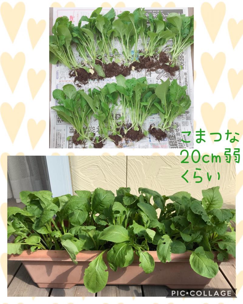 最近収穫したもの コノコト｜北日本新聞webunプラス