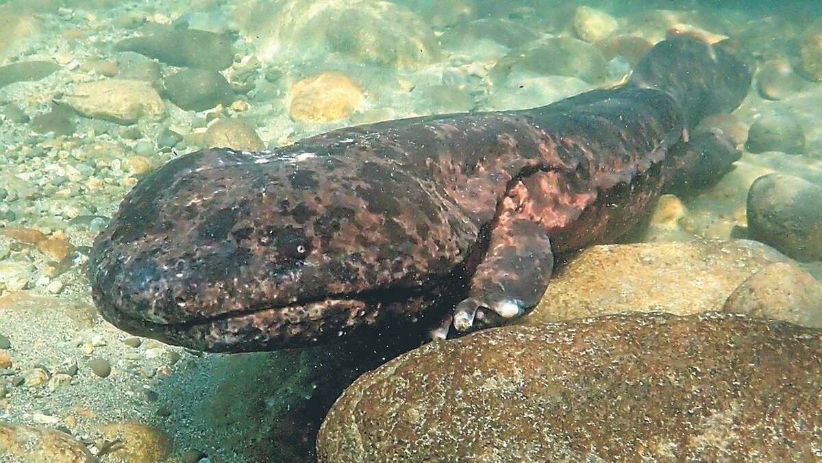 ＜ダニ博士の徒然草＞10 五箇公一絶滅危機 オオサンショウウオに朗報｜北日本新聞webunプラス