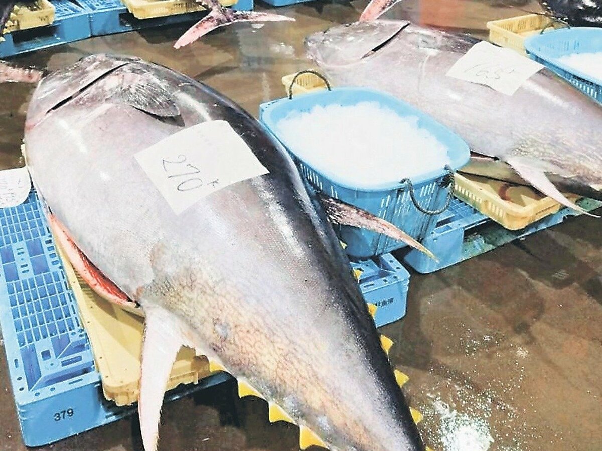 270キロクロマグロ捕れた！！ 魚津港で100キロ超が複数本水揚げ、市場に活気｜北日本新聞webunプラス