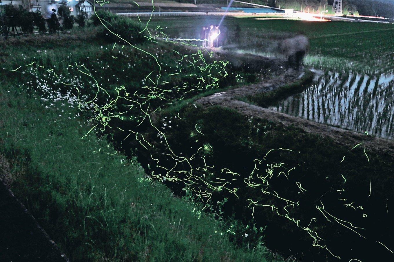 幻想ホタル乱舞 黒部・浦山で観賞会｜北日本新聞webunプラス