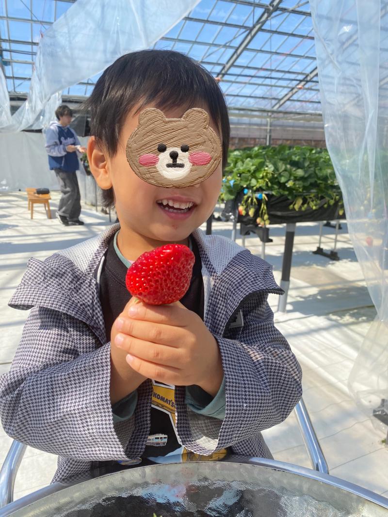 いちご狩りで真っ赤なとれたていちごを頬張る コノコト｜北日本新聞webunプラス