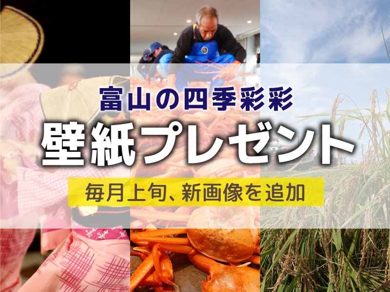 壁紙プレゼント（2024年9月） 今月は「おわら風の盆」「ベニズワイガニ」「稲刈り」｜北日本新聞webunプラス