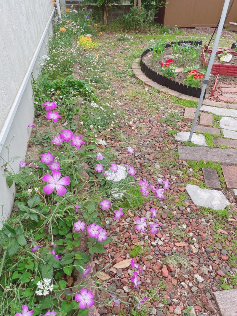 ㉗暮らし彩るハーブチンキ作りにトライ♪【富山でつくる！ポタジェガーデン】 コノコト｜北日本新聞webunプラス