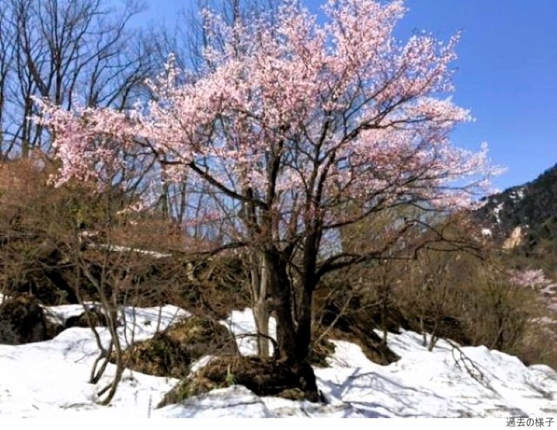 【桜・見ごろ】馬場島座禅桜｜北日本新聞webunプラス