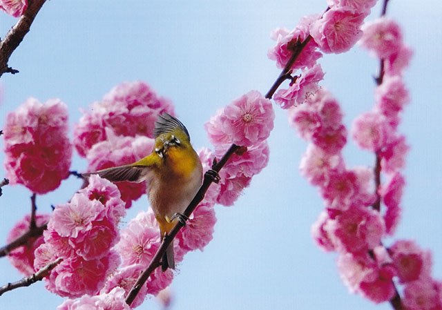 読者写真コンクール4月の入選作・最終選考進出作（2025年）｜北日本新聞webunプラス