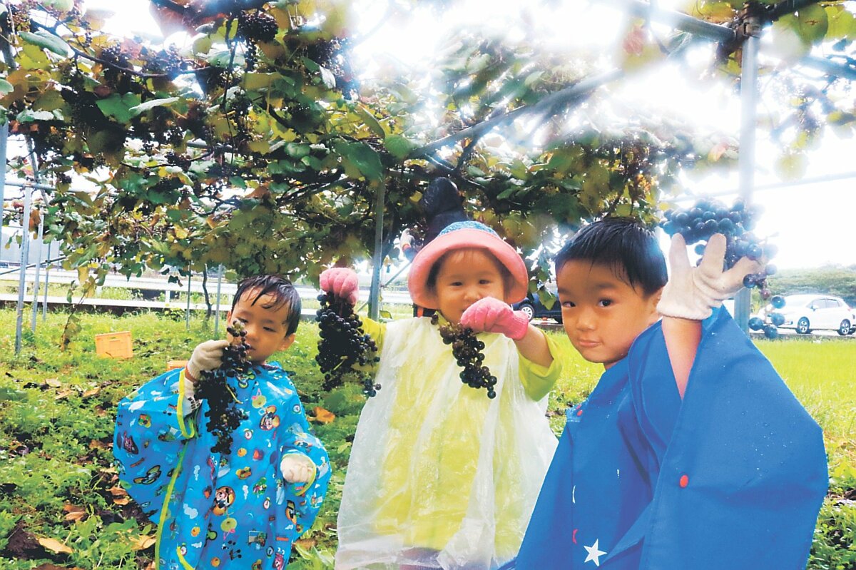 ヤマブドウどっさり 氷見・キトキトファーム、収穫体験に50人｜北日本新聞webunプラス