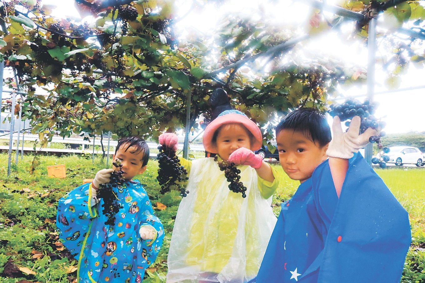 ヤマブドウどっさり 氷見・キトキトファーム、収穫体験に50人｜北日本新聞webunプラス