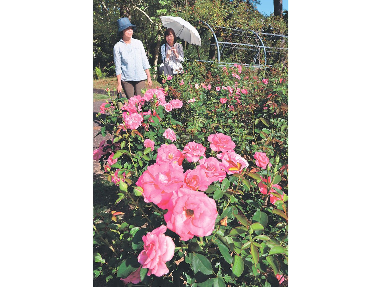甘い香り 秋のバラ 氷見あいやまガーデン｜北日本新聞webunプラス