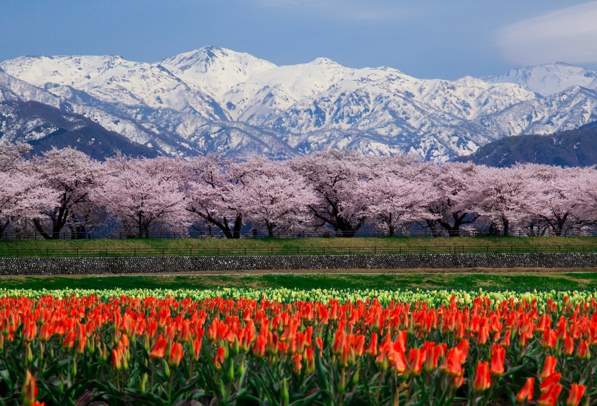 あさひ写友クラブ 朝日町「桜」写真展｜北日本新聞webunプラス