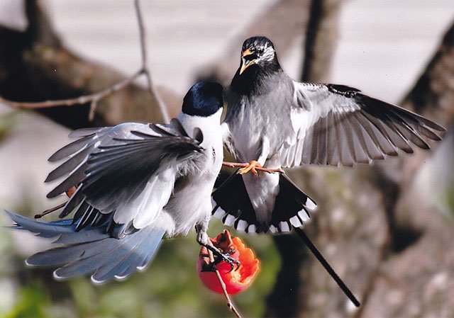 読者写真コンクール12月の入選作・最終選考進出作（2024年）｜北日本新聞webunプラス