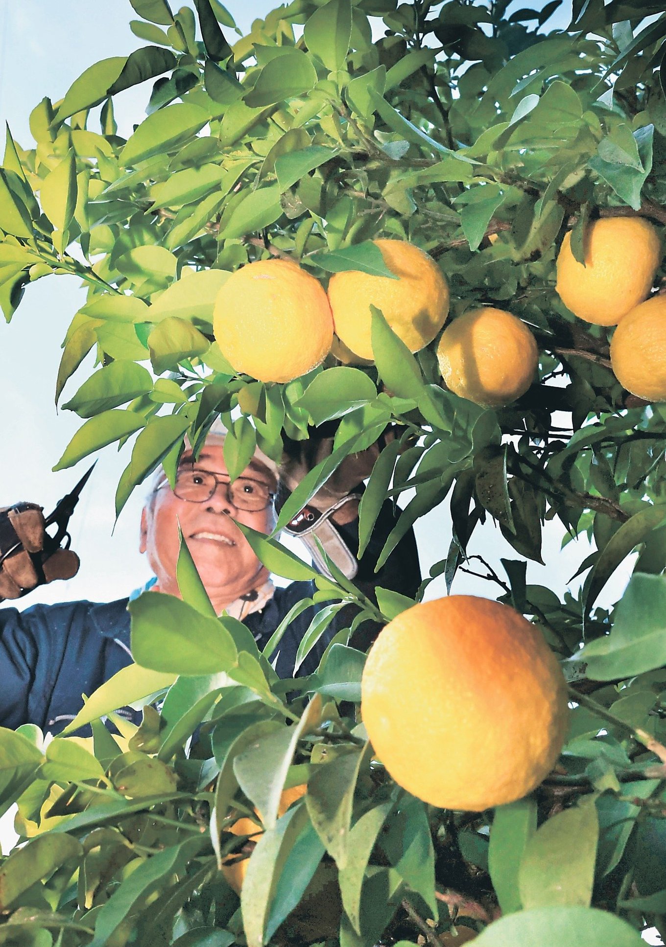 庄川ゆず、色づき順調 収穫前に枝打ち｜北日本新聞webunプラス