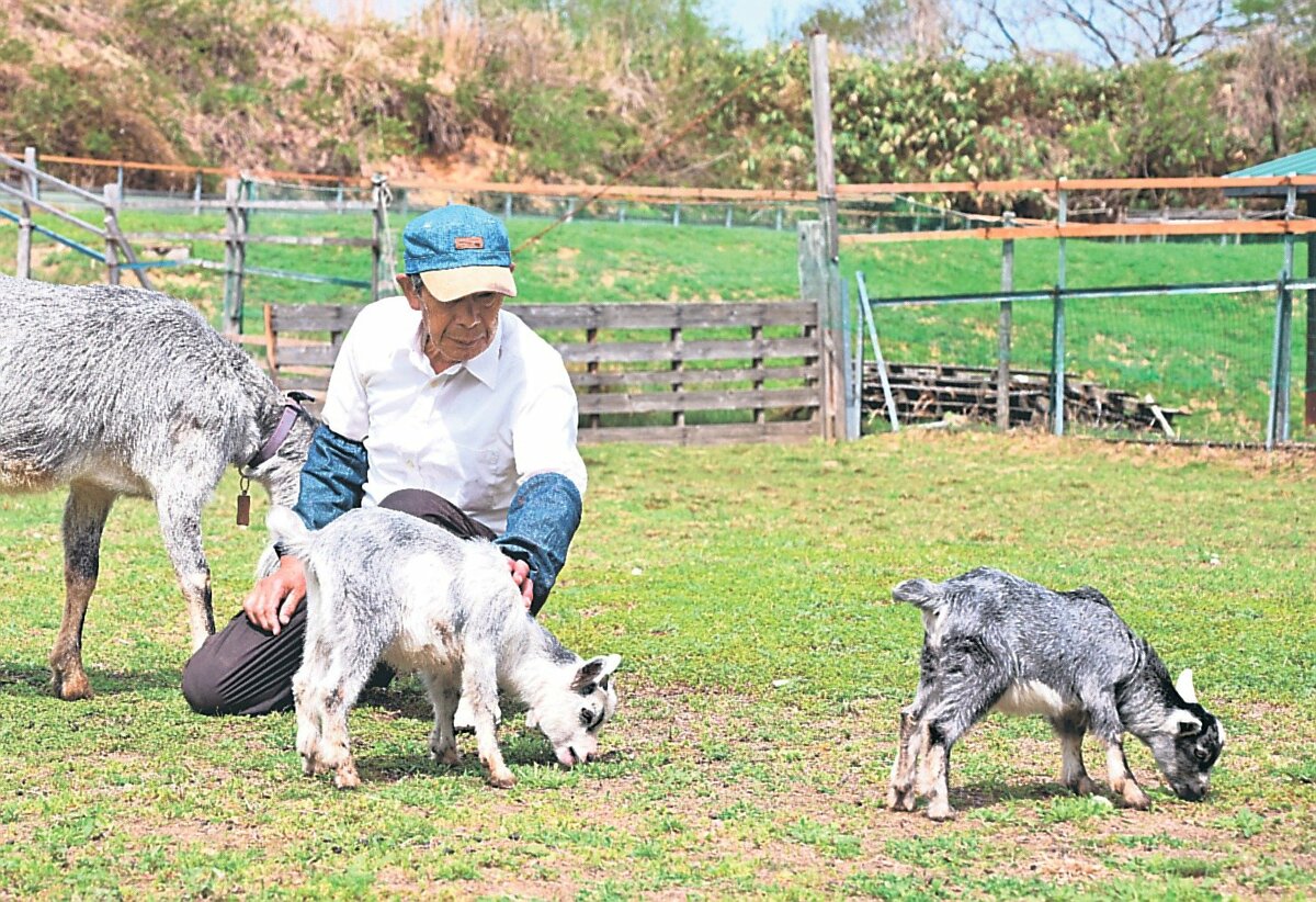 子ヤギ、会いに来てね 氷見・吉がけ牧場、25年春10匹誕生｜北日本新聞webunプラス