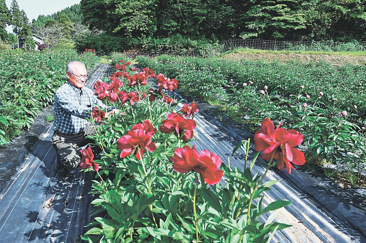 30品種1000株のシャクヤク見て 耕作放棄地活用した氷見の農園で24、25日にまつり｜北日本新聞webunプラス