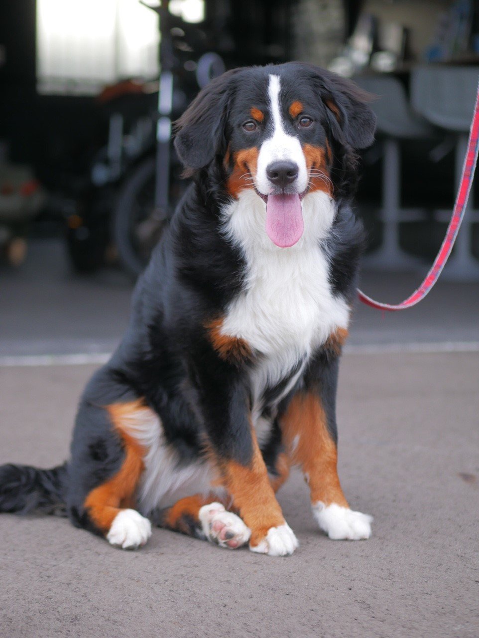 電動キックボード専門店にお邪魔してきました コノコト｜北日本新聞webunプラス