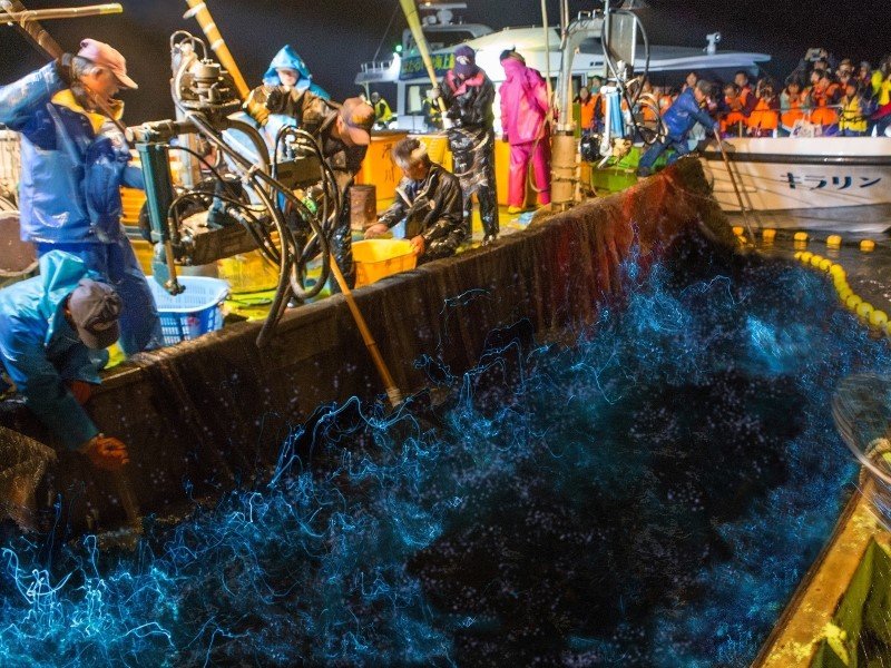 滑川ほたるいか海上観光2024｜北日本新聞webunプラス