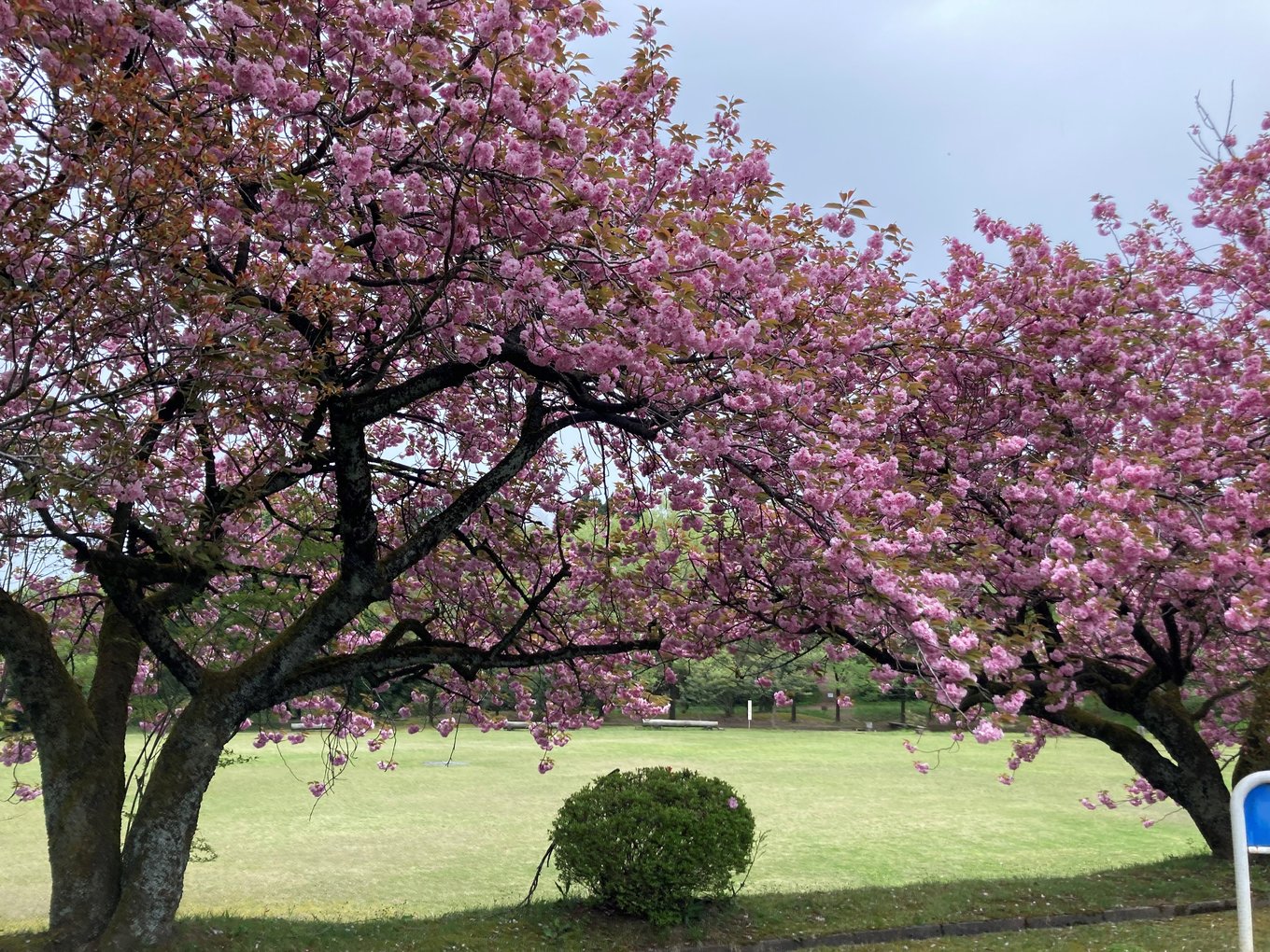 春の自然散策（タケノコ掘り） コノコト｜北日本新聞webunプラス