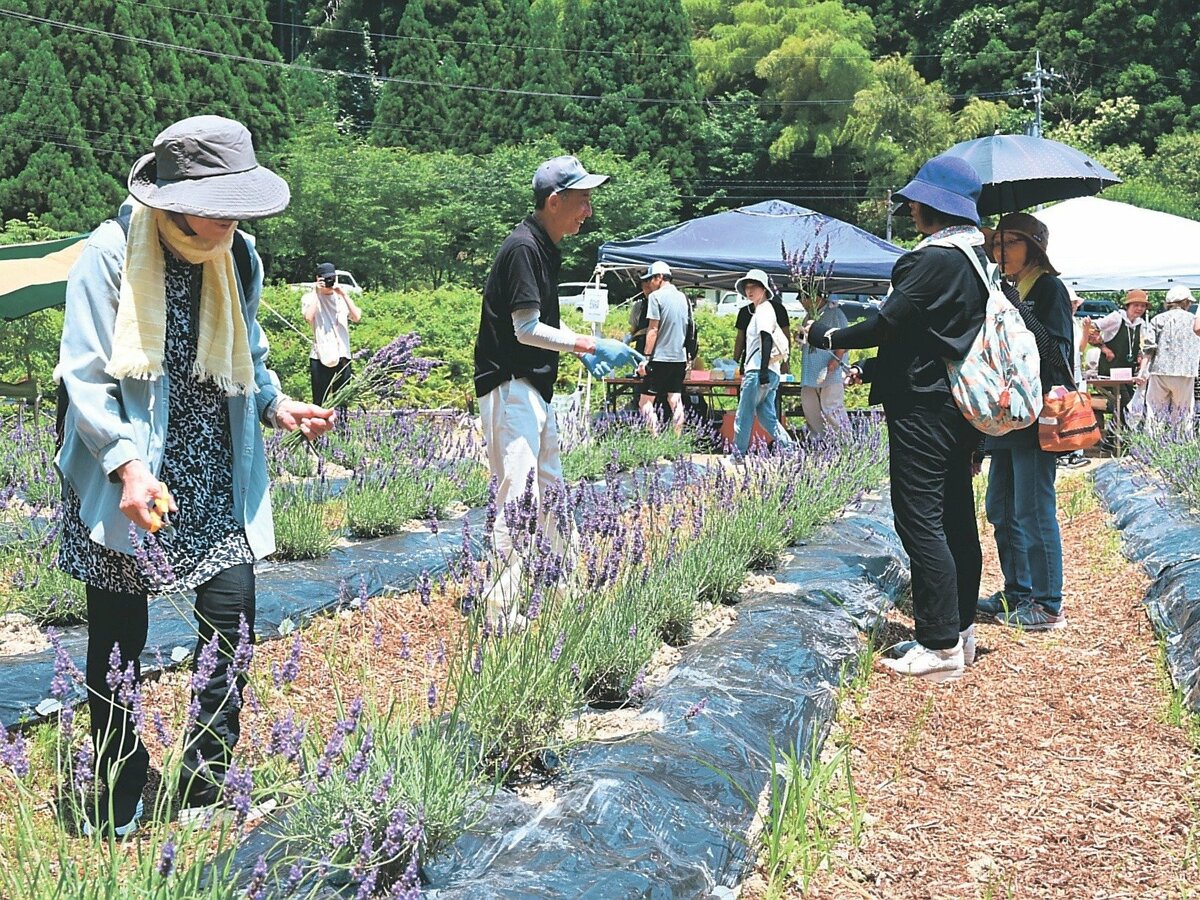ラベンダー摘み取り楽しんで 氷見・日名田の観光農園でまつり｜北日本新聞webunプラス