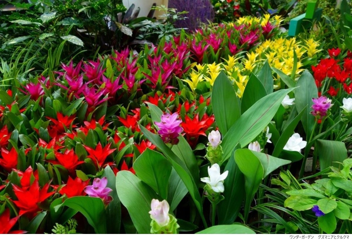 季節展示「盛夏の庭」｜北日本新聞webunプラス