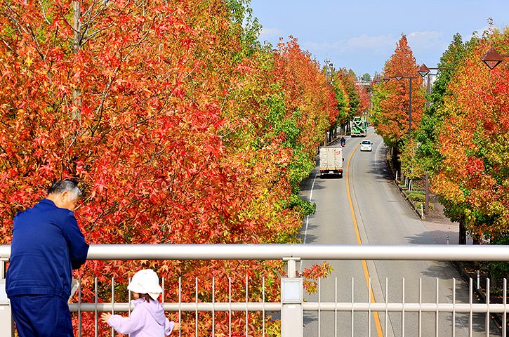 ＜とやまの紅葉2024＞県総合運動公園近く陽光に輝く｜北日本新聞webunプラス