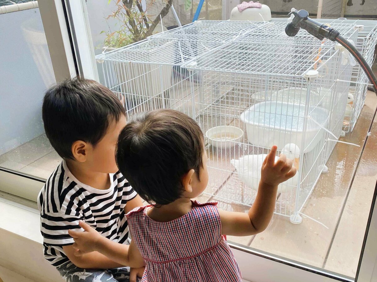 アヒルに出会えるおしゃれなカフェ「moohno」【親子でGO！オイシイおでかけ⑦】 コノコト｜北日本新聞webunプラス