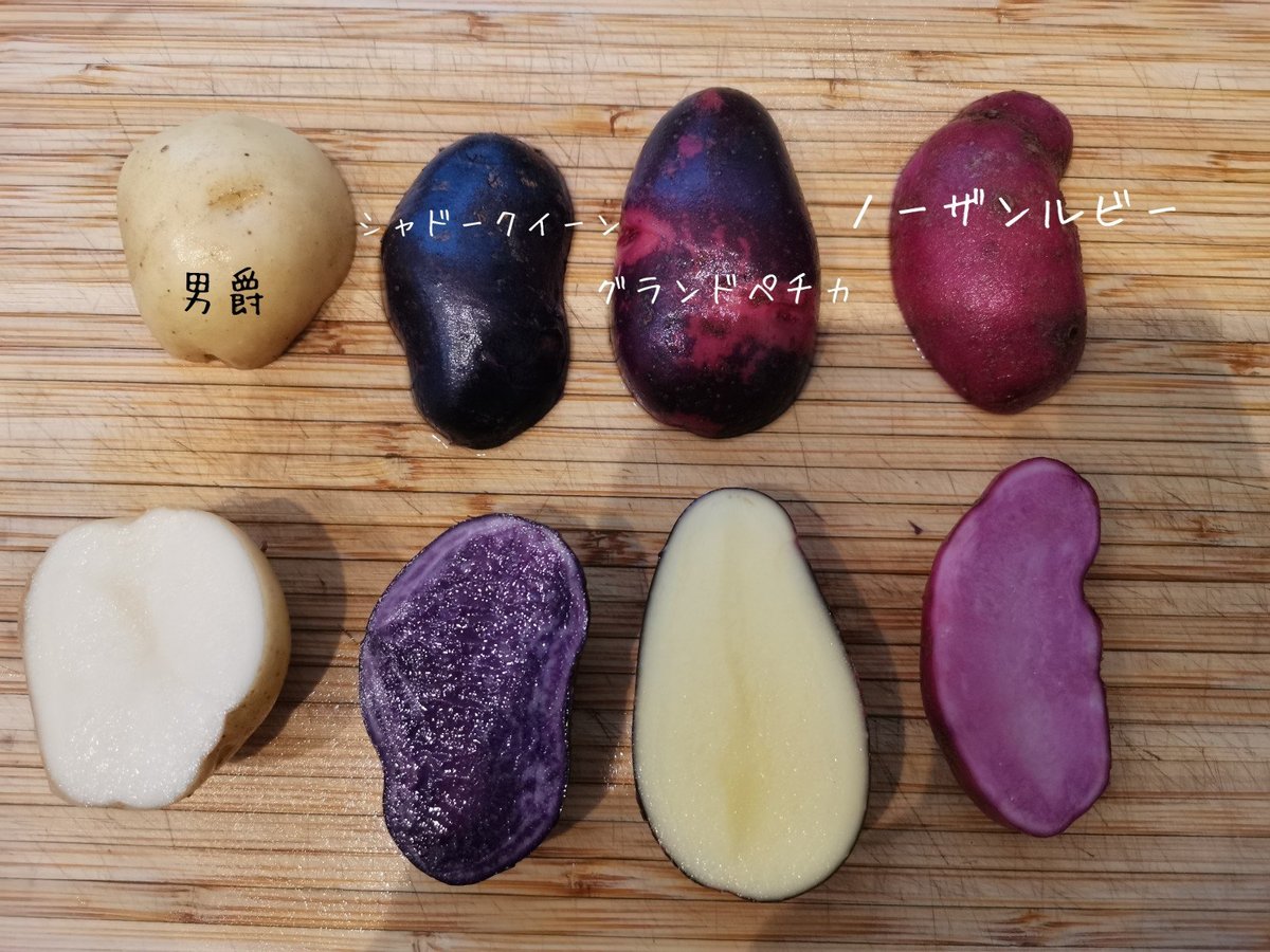 自由研究になるかも？カラフルじゃがいも料理【やちやちが行く‼（107）】 コノコト｜北日本新聞webunプラス