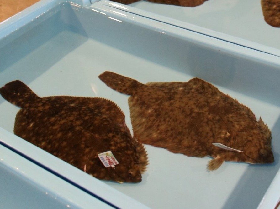 不漁の「万葉かれい」初競り2ヵ月遅れ 射水・新湊漁港、水揚げ徐々に増｜北日本新聞webunプラス