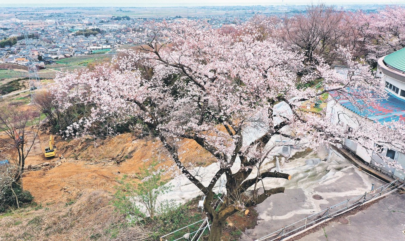 とやまの桜2025富山・呉羽ハイツ／宿の復興、後押し｜北日本新聞webunプラス