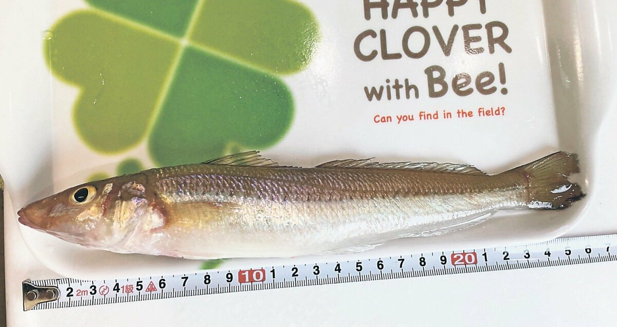 釣果はいけんキス体長25センチ 関大隼（やまと）さん（16）砺波市鷹栖｜北日本新聞webunプラス
