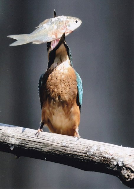 読者写真コンクール10月の入選作・最終選考進出作（2024年）｜北日本新聞webunプラス