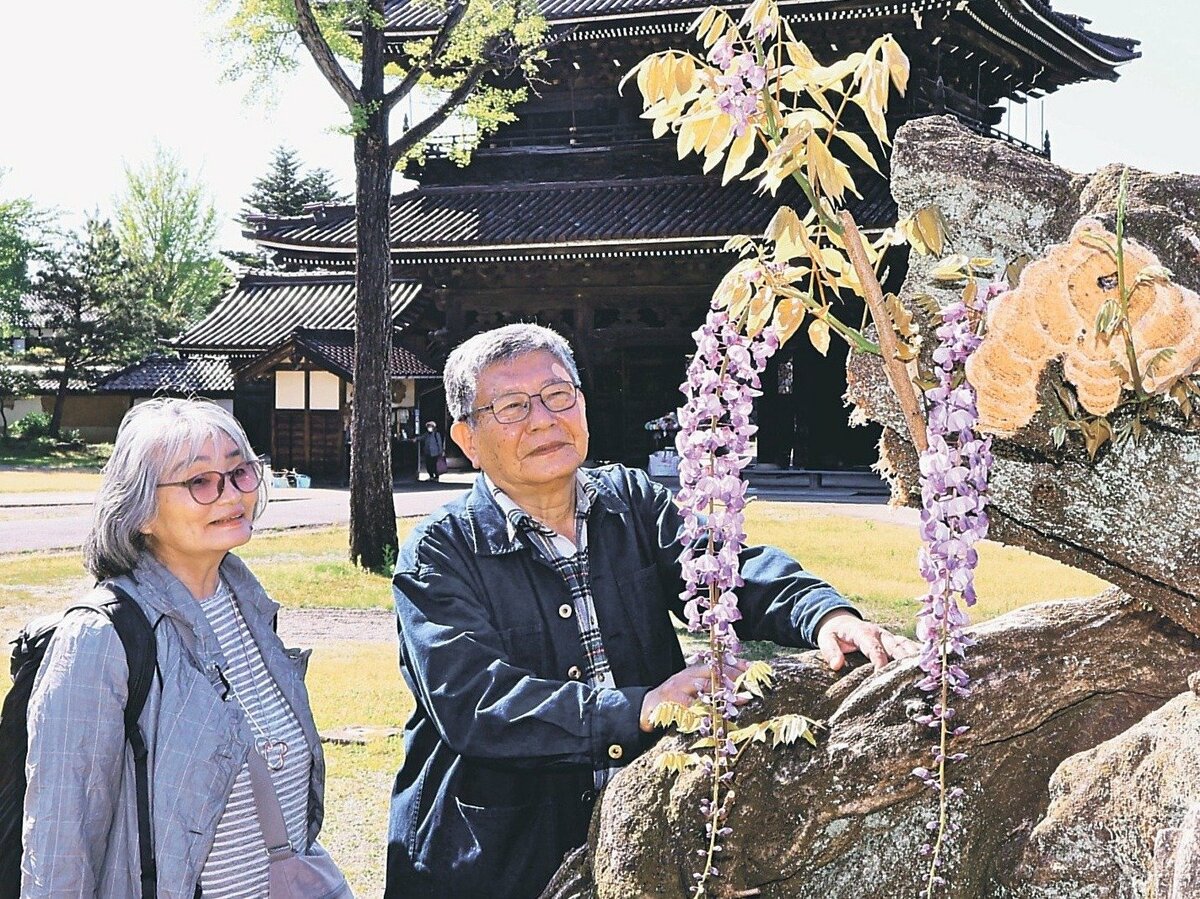 雪害乗り越えフジ開花 井波瑞泉寺のシンボル、「命の強さに感動」｜北日本新聞webunプラス