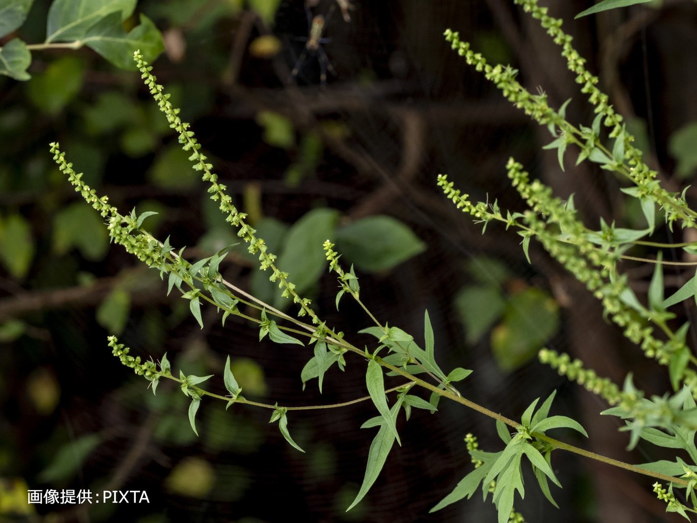 とみふる｜北日本新聞webunプラス