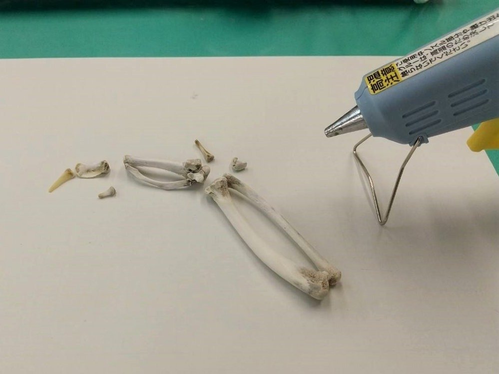 手羽先を食べて骨格標本を作ろう！【身近な食べ物で自由研究②】 コノコト｜北日本新聞webunプラス