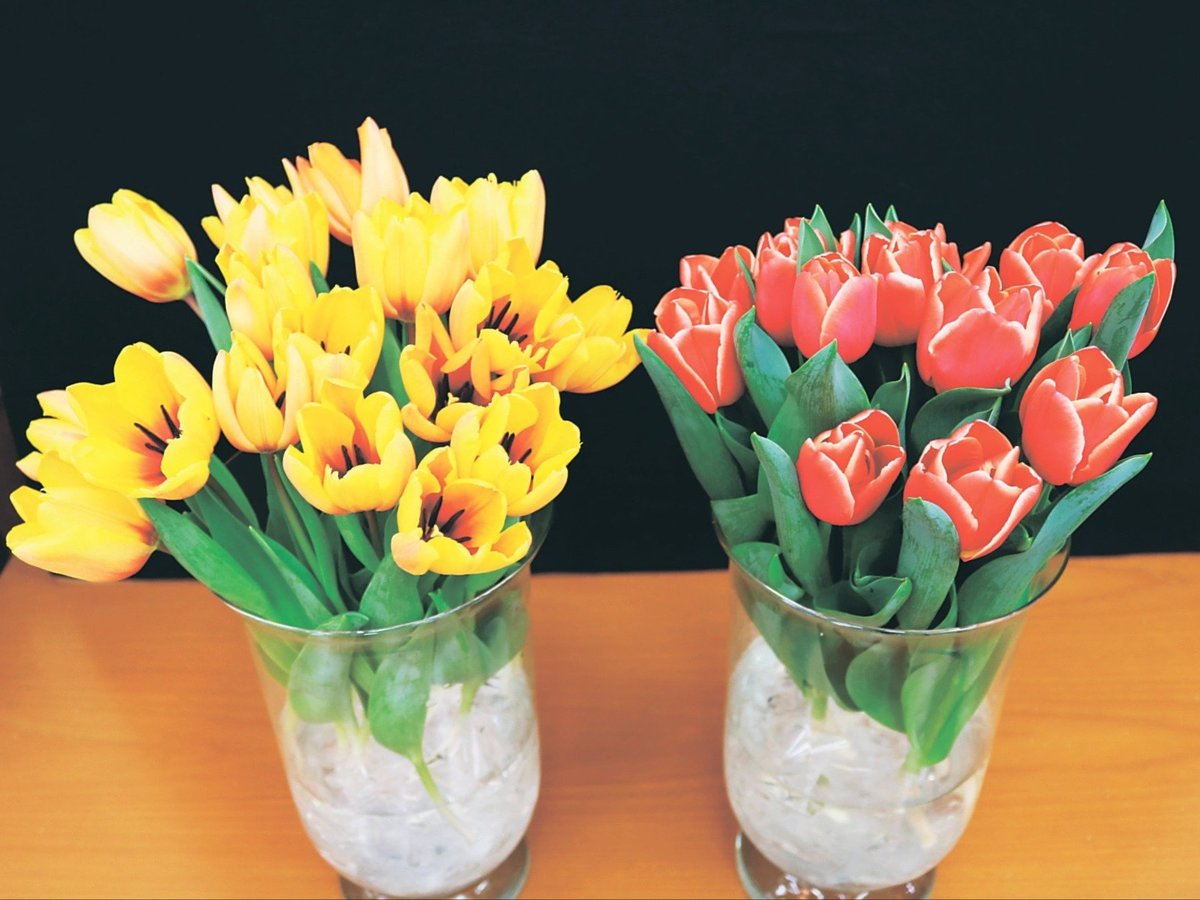 新品種「春のサンタ」「春のあかり」お目見え 県育成チューリップ｜北日本新聞webunプラス