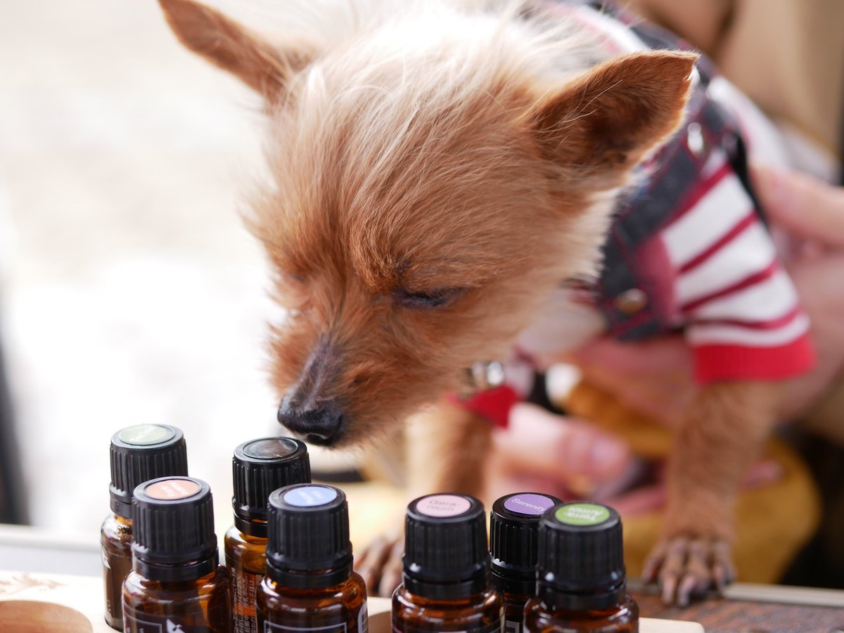 2023イヌネコマルシェ春開催されました コノコト｜北日本新聞webunプラス