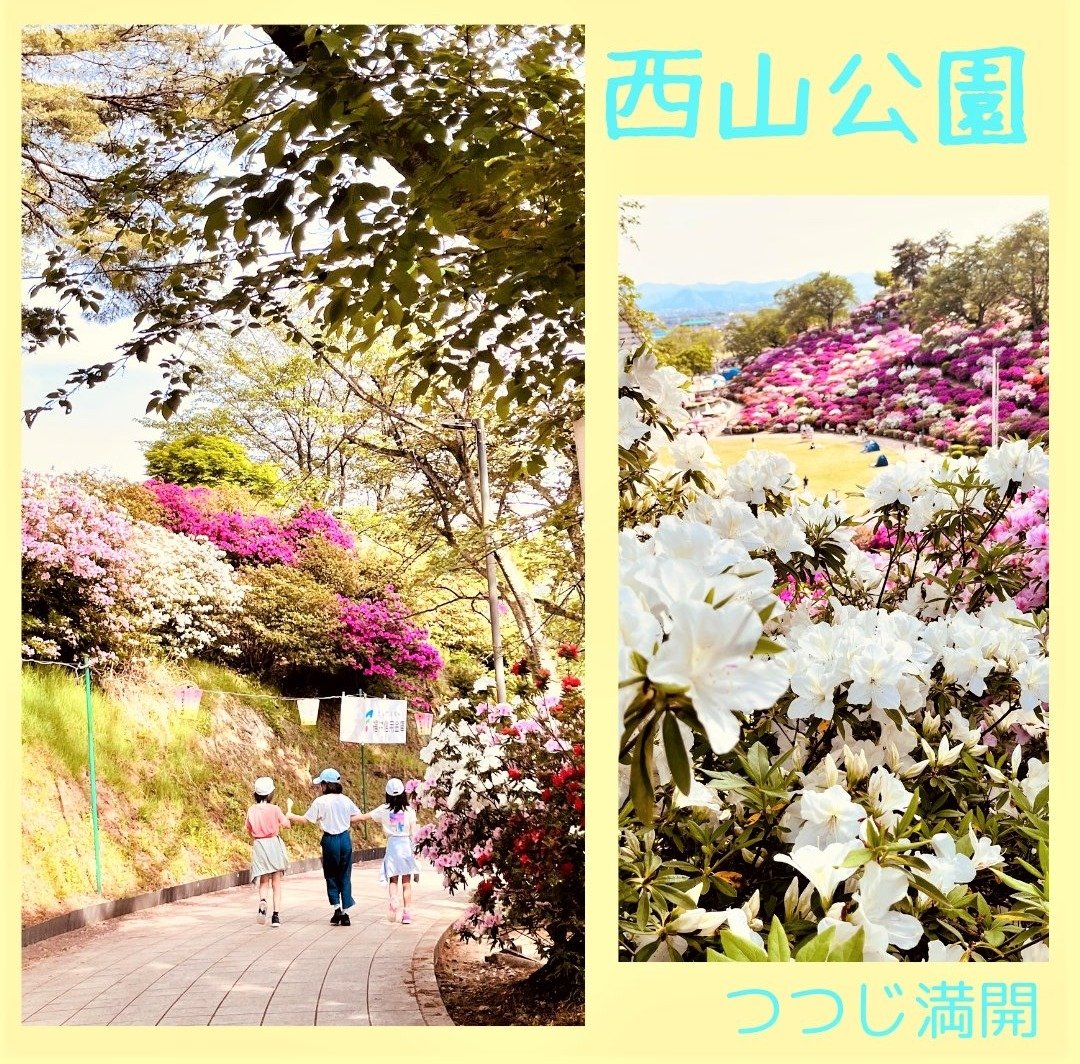 満開のツツジにレッサーパンダも♪福井県の西山公園にGO！ コノコト｜北日本新聞webunプラス