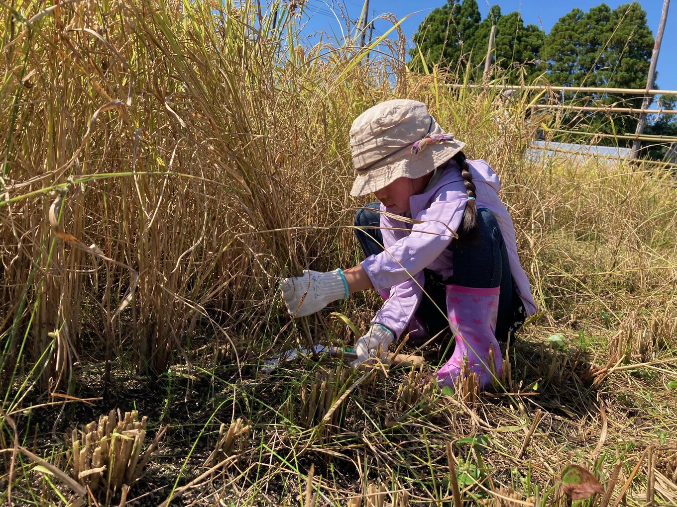 稲作体験 コノコト｜北日本新聞webunプラス