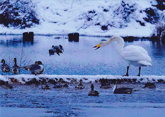 読者写真コンクール2月の入選作・最終選考進出作（2025年）｜北日本新聞webunプラス