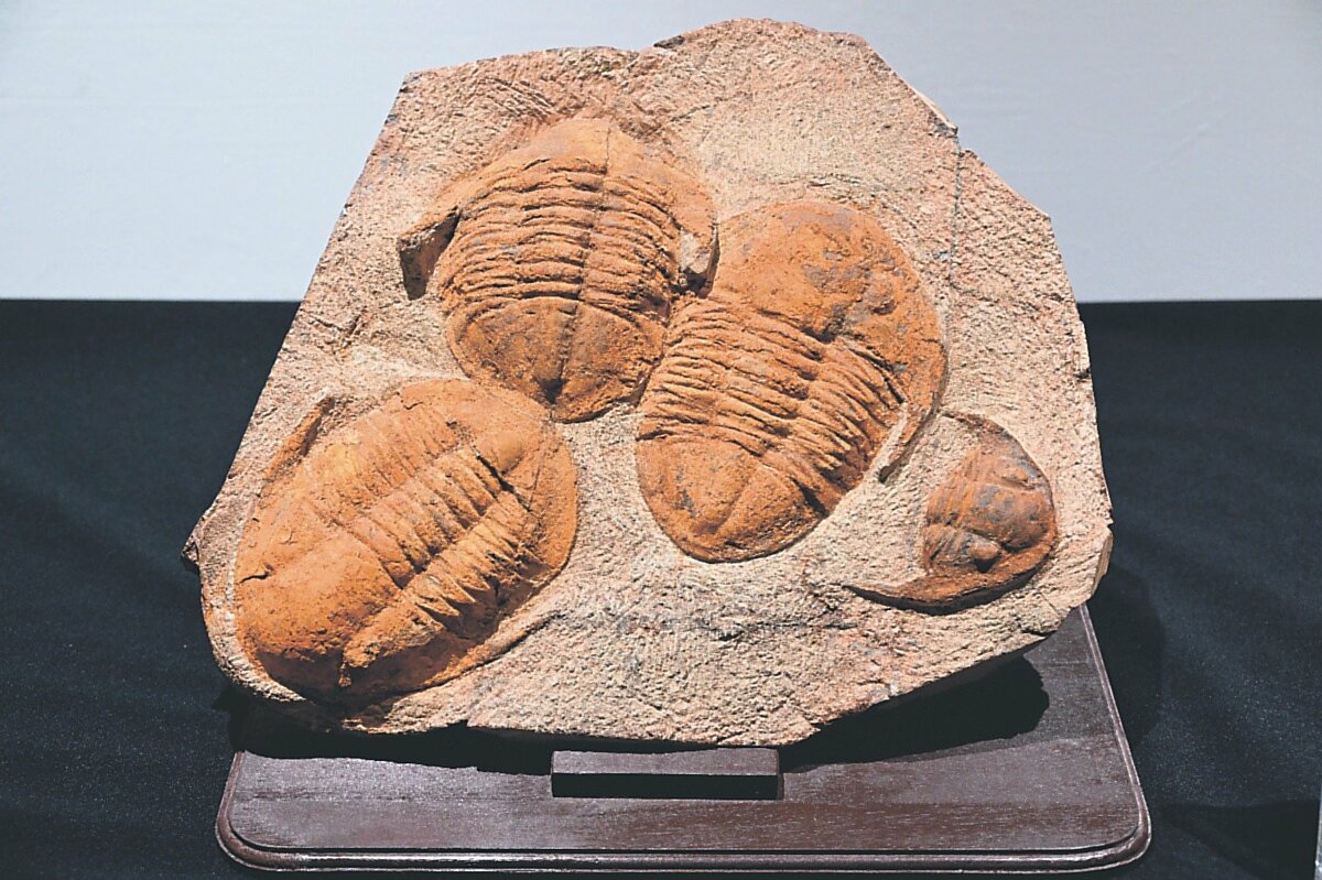 氷見大恐竜博＜4＞三葉虫（化石）節足動物の仲間｜北日本新聞webunプラス